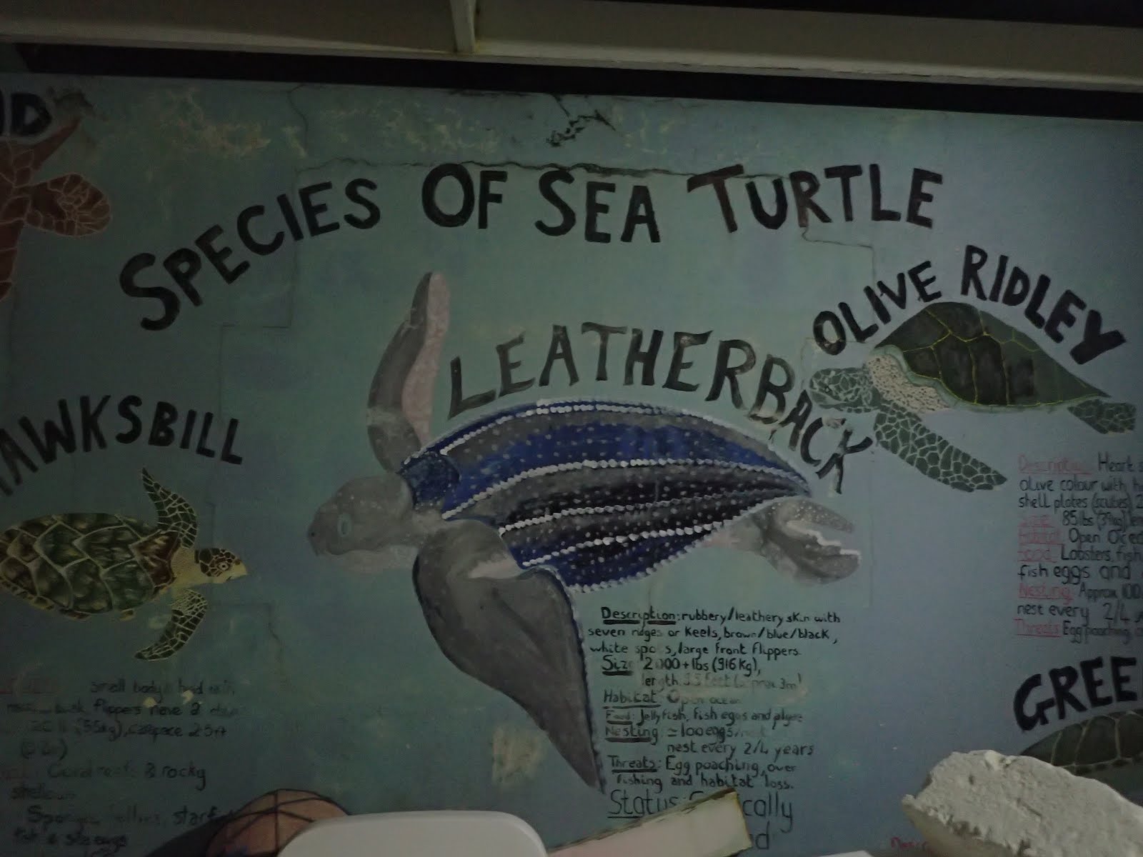 Things we did today...: Turtle Therapy