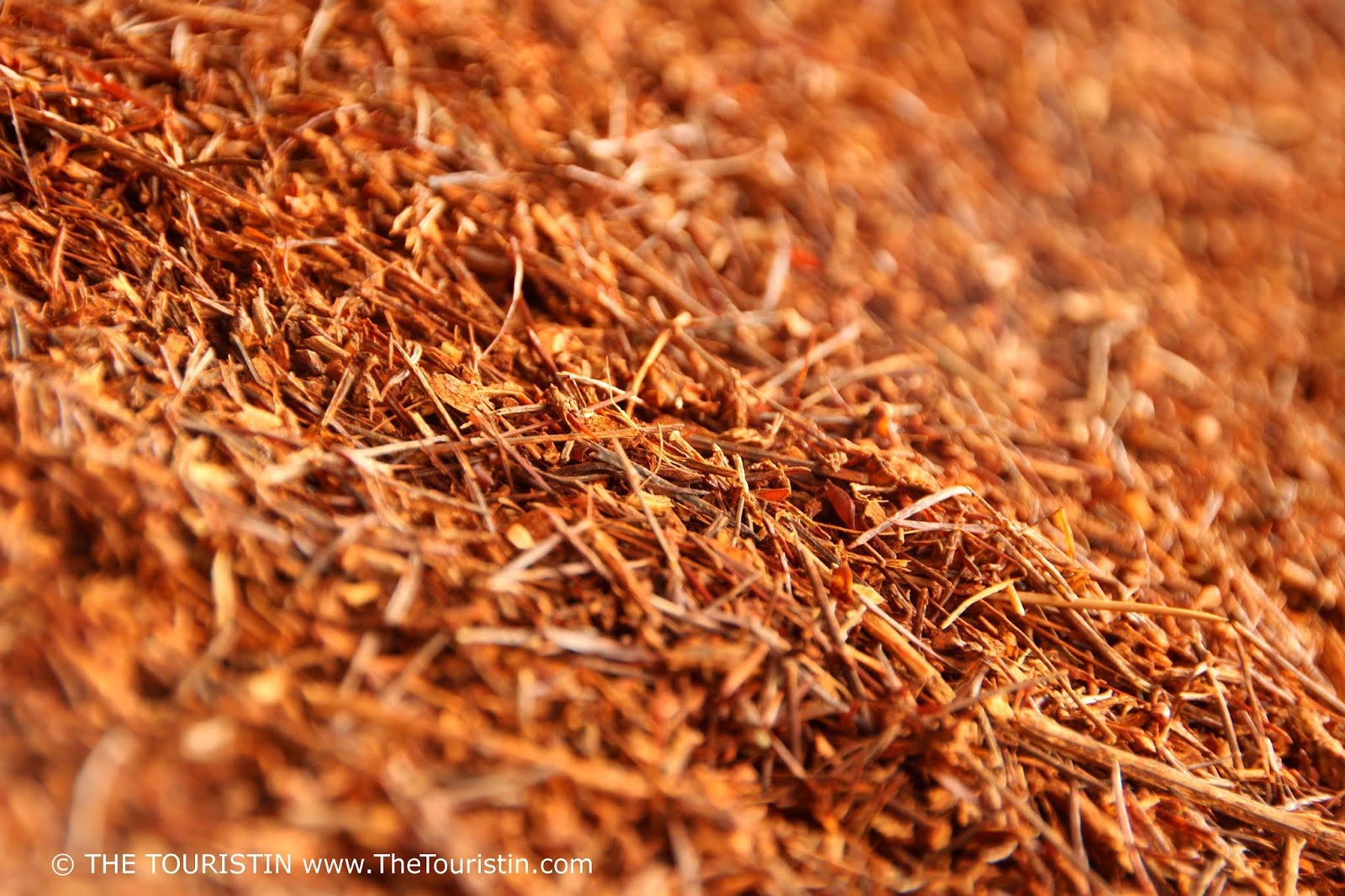 THE TOURISTIN: Visiting a Rooibos Tea Farm in the Western Cape Province