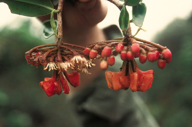 Flora del Caribe : MARCGRAVIACEAE MARCGRAVIA SSP