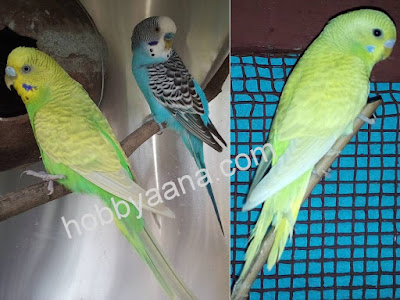 HOBBYAANA: Budgie Parakeet Information & Care