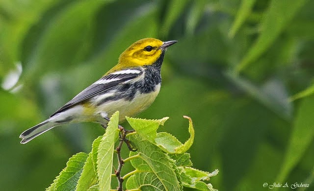 Birding Is Fun!: Radiant Warblers