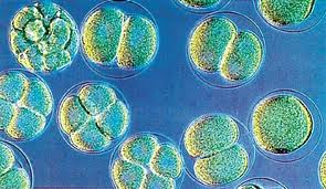 Biogil: VIAGEM À CÉLULA - CÉLULAS VIVAS