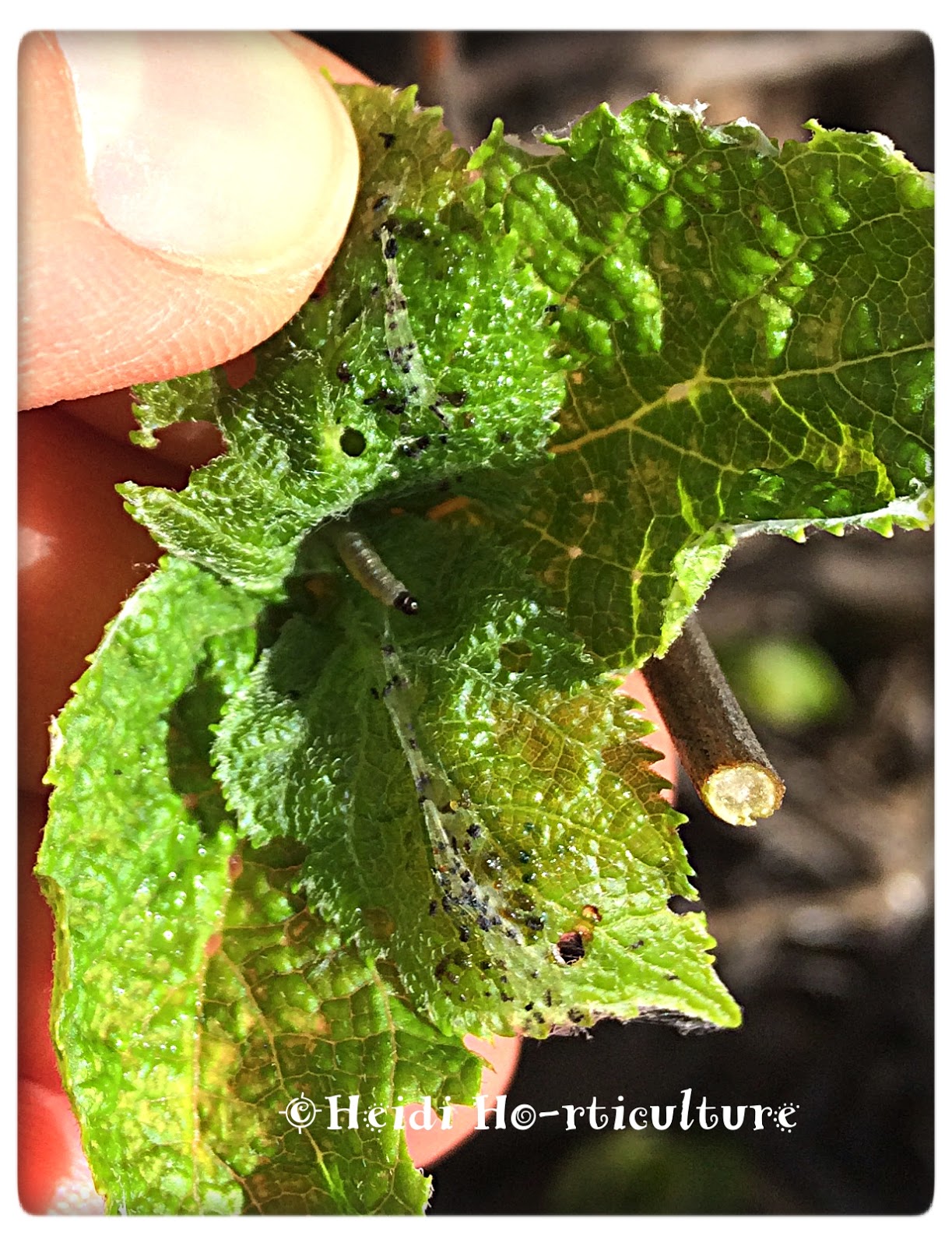 Heidi Horticulture: Annabelle Hydrangea - Leaftier Moth