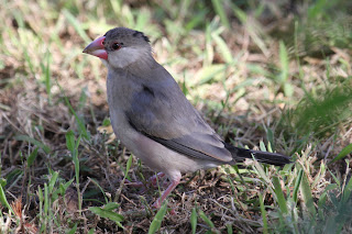 Greenham Birding: Urban Birds of Maui