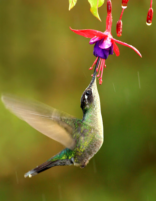 Bellas Aves de El Salvador: Eugenes fulgens (colibrí magnífico)