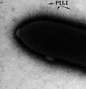 Enfermagem 24hr: Bactérias