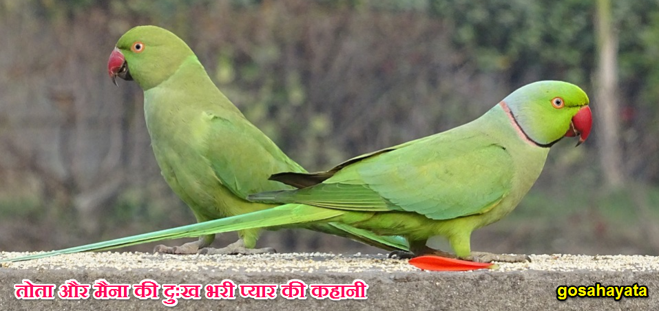 एक तोता और मैना के प्यार की कहानी | Sad Love Story
