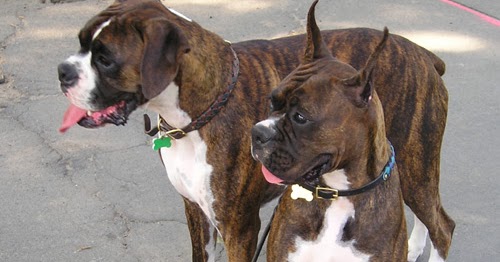 Beagle Boxer: Boxer Cropped Ears