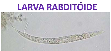 MONITORIA DINÂMICA CELULAR