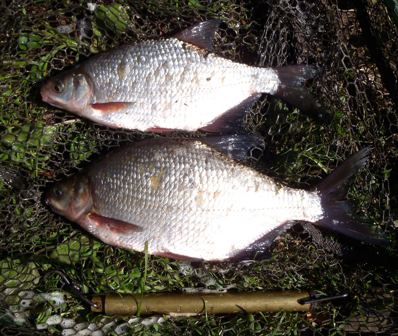 Idler's Quest: River Roach & Silver Bream - A Full House of Pain