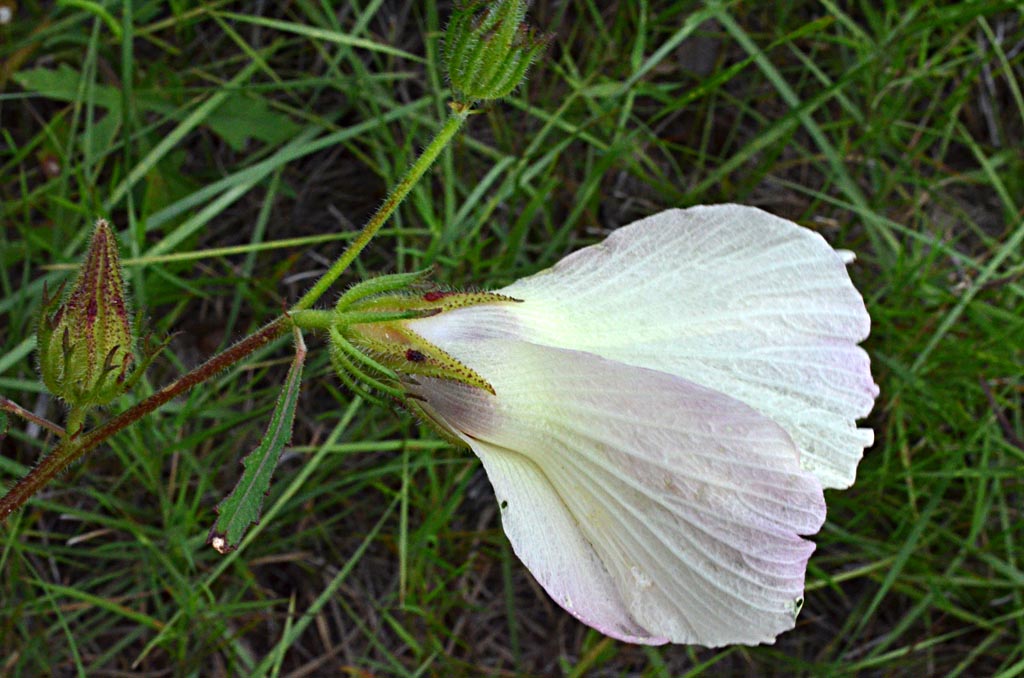 Space Coast Wildflowers: Florida Panhandle, June 16-17, 2015