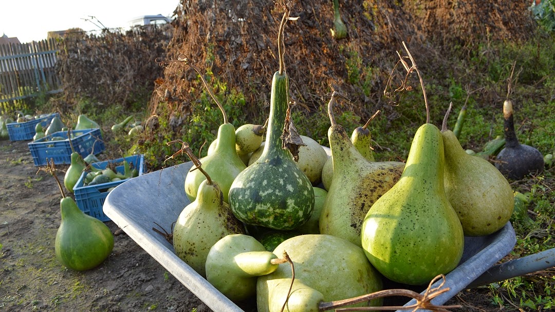 Kleiner Gemüsekönig: Die Kalebassen-Ernte 2014 ist eingefahren.