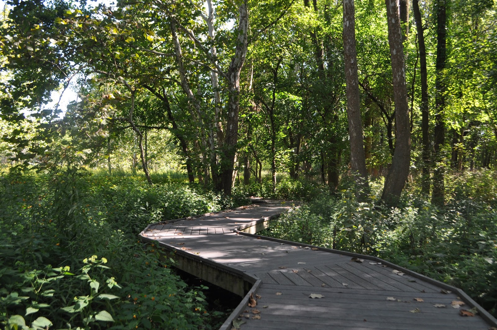 House Dust and Wanderlust: Woodman Fen {Five Rivers MetroParks}