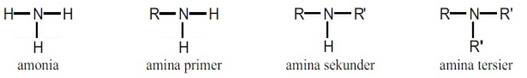 KIMIA "Chemical Science": Amina dan Amida
