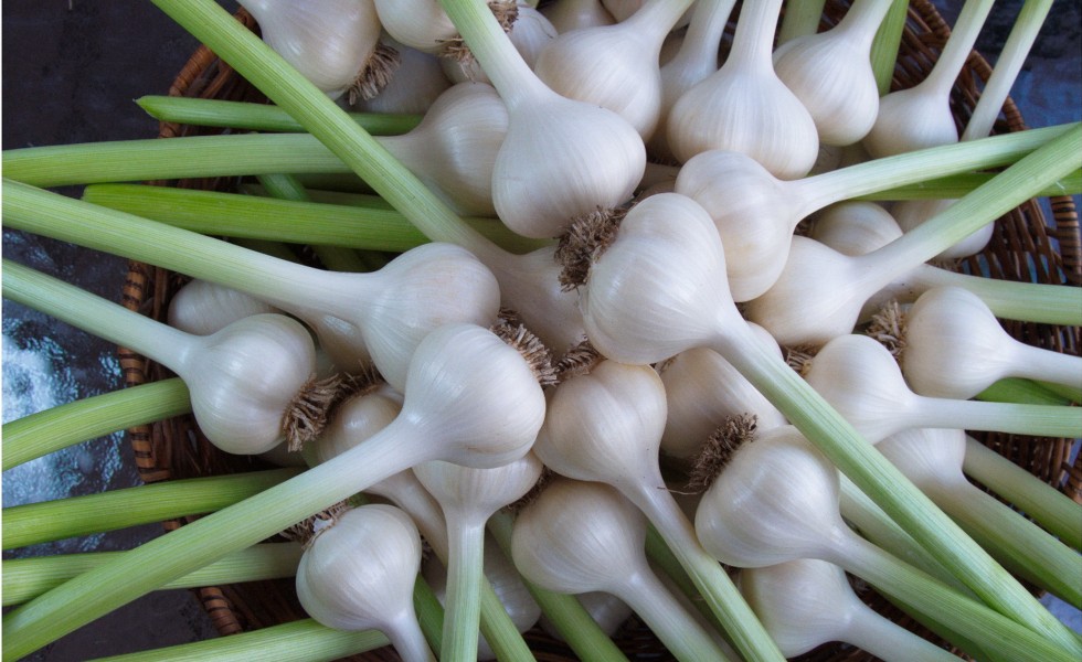 L'ART EST DANS TOUT: J’aime l’ail... du Québec!