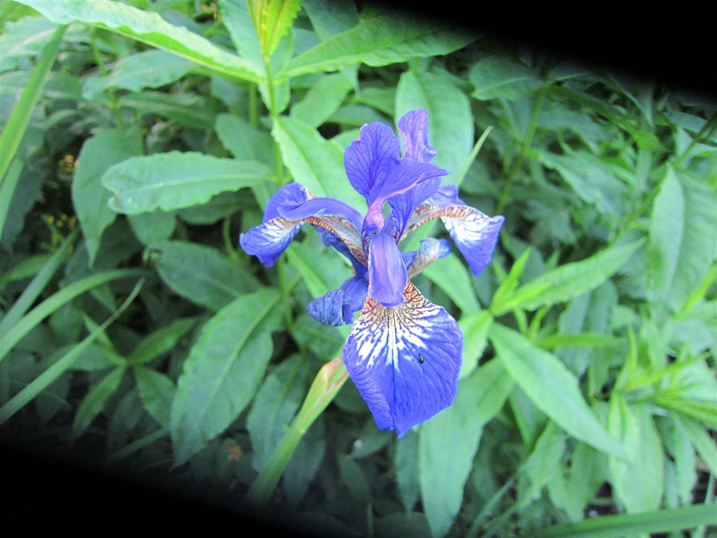 Mariehem i Skåne: Nu är det "Iris" tid.