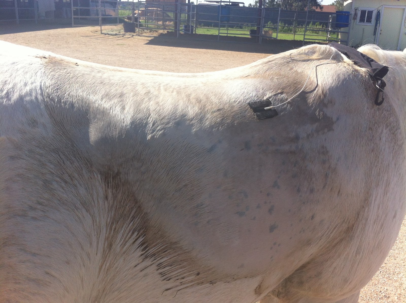 Go Pony: love-hate relationship: heart rate monitors