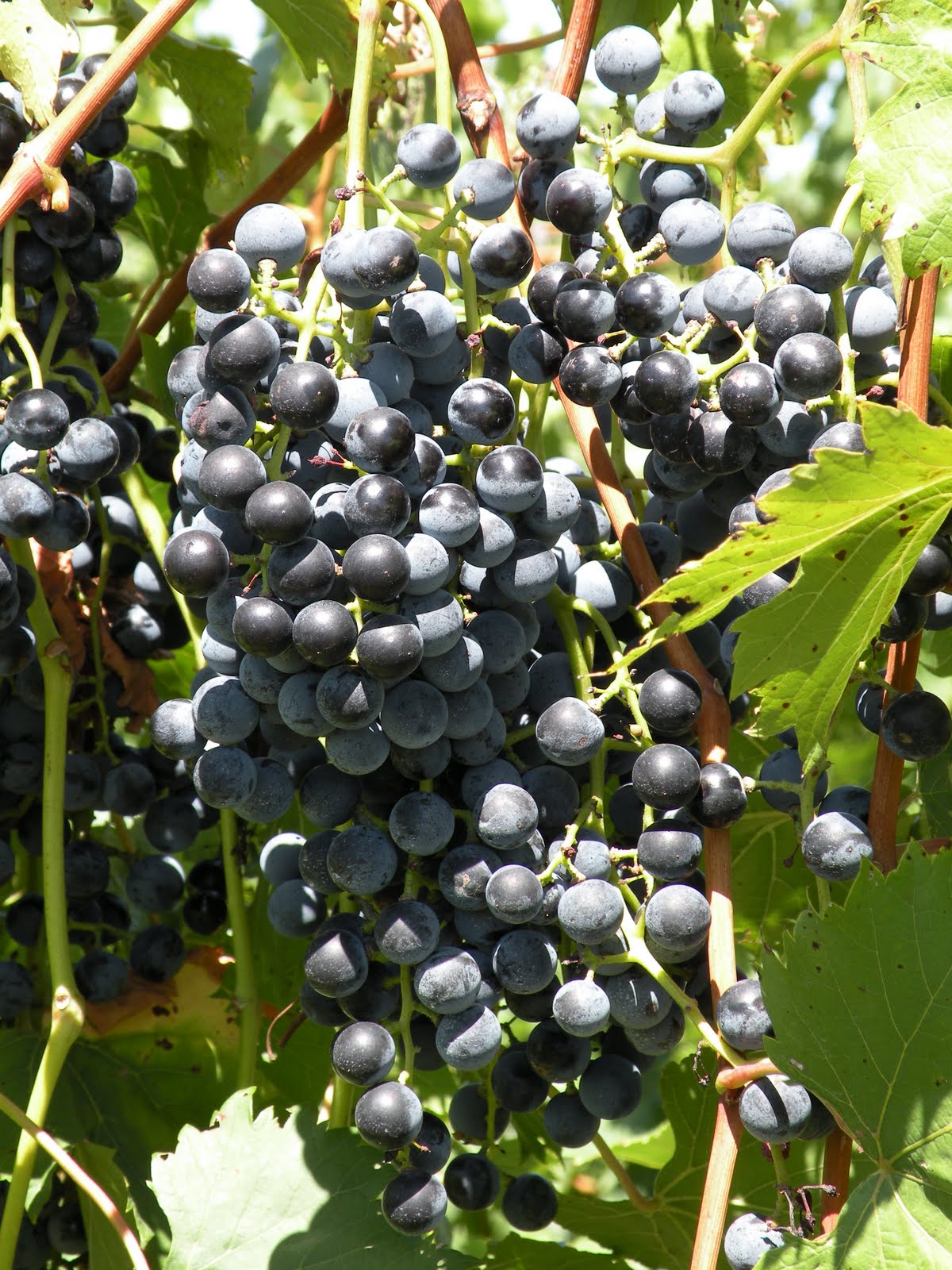 Missouri Beginning Farming: Grape Field Day