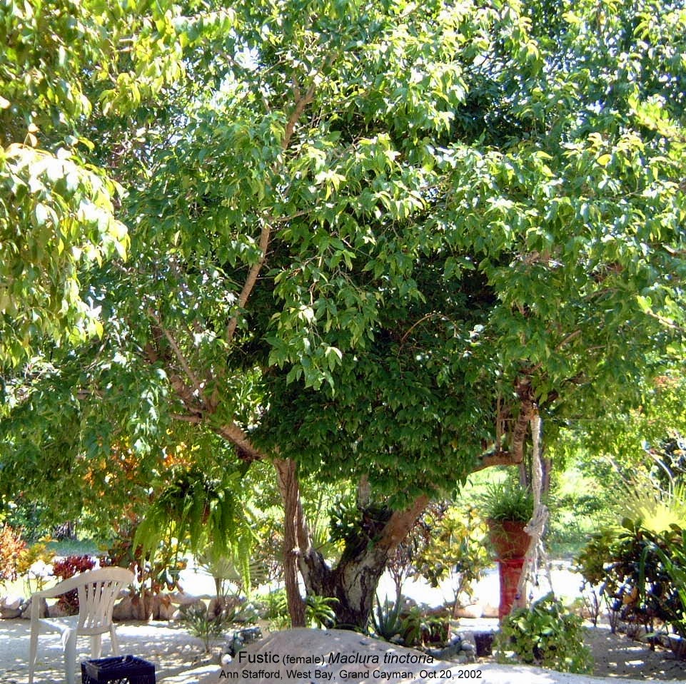 CaymANNature: Fustic Trees – Critically Endangered