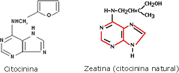 Asteraceae: Citocininas: reguladores de divisão celular.