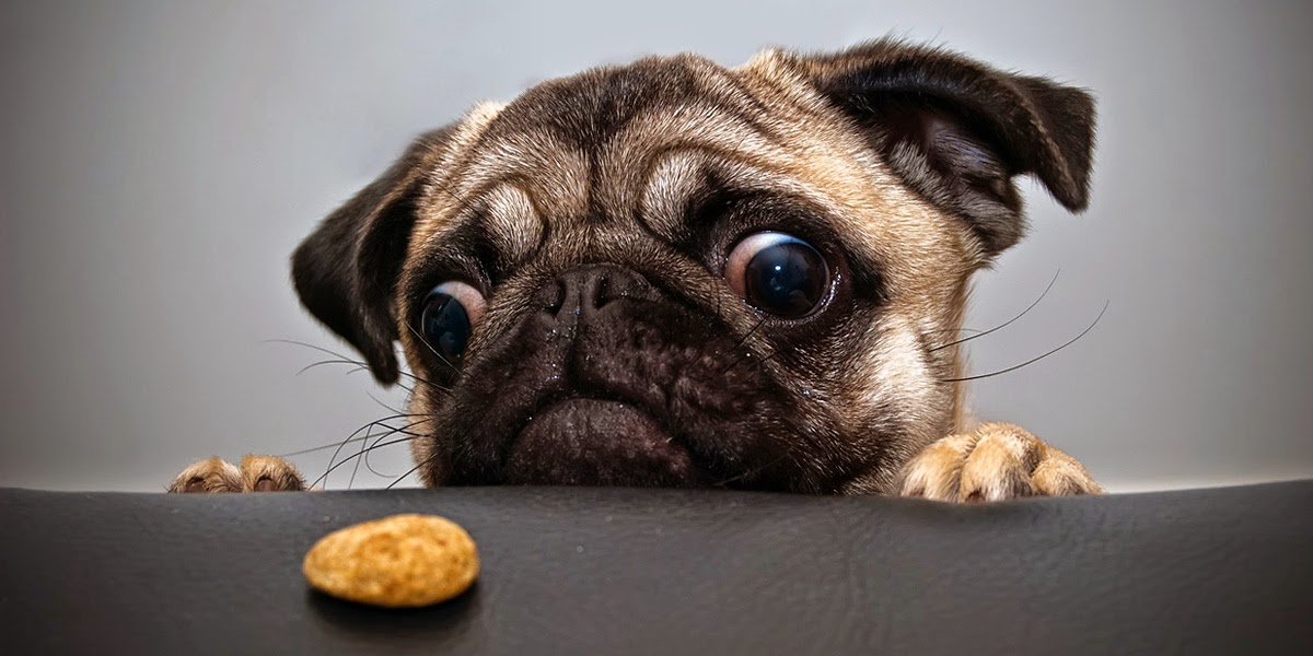 perros pug : febrero 2015