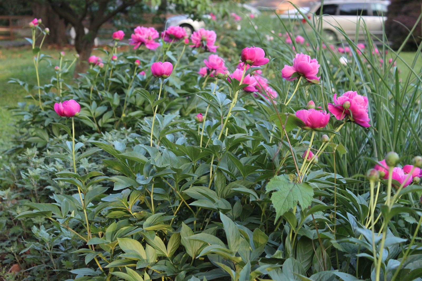Pat's Addition: Peony Patch Glory