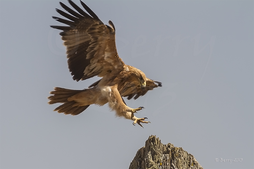 El Rinche de Berry : 2013