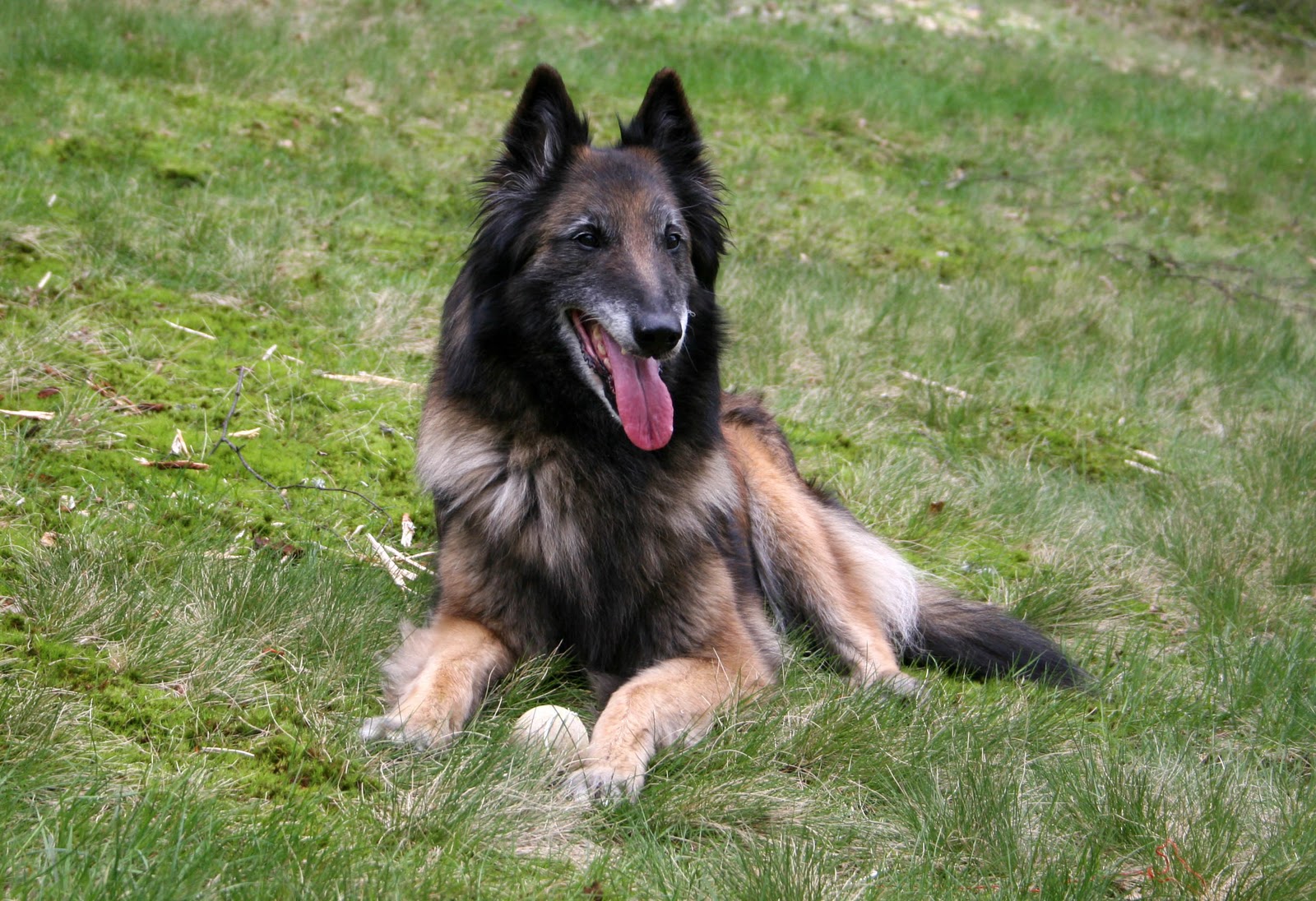 The dog in world: Belgian Tervuren dogs