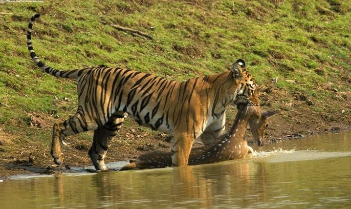 Tiger Hunting Spotted Deer By Sudhir Shivaram | Amazing, Wildlife ...