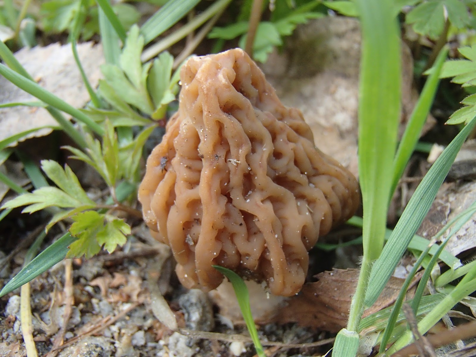 MOJA MENAŻERIA : Czeskie smardze i smardzówki