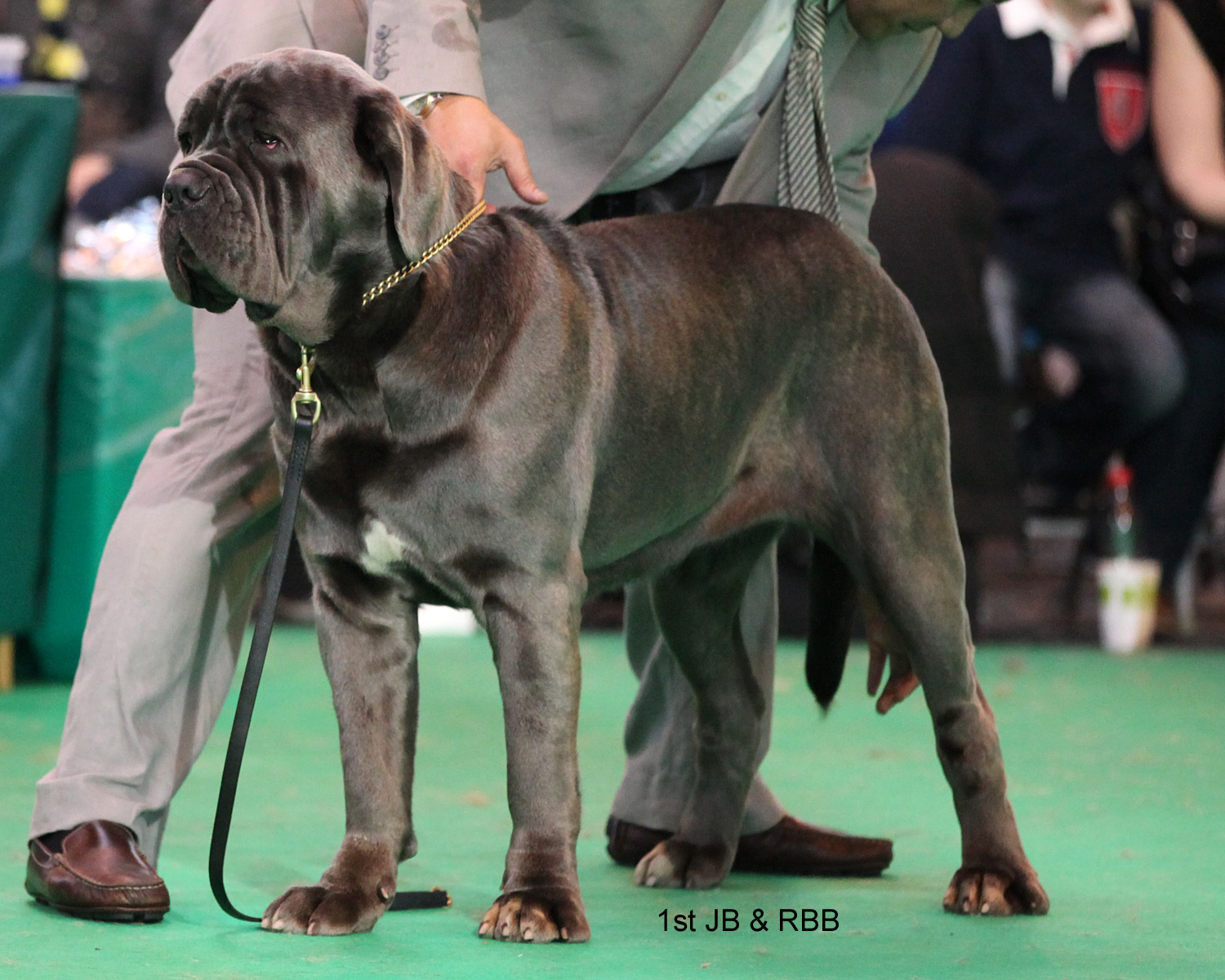 [discussion] What are the most aggressive Mastiff breeds? : r/dogs