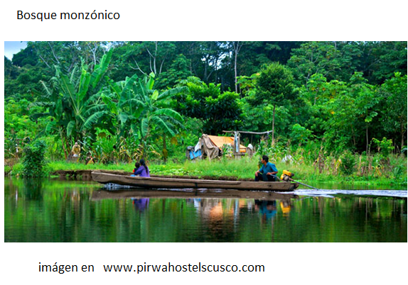 GEOVIDA A.C.: Qué es un bosque tropical y cuál es su función