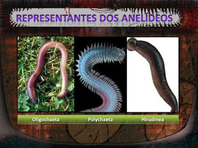 Filo anelídeos | Biologia: A ciência da vida