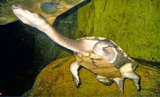 Enter: The PlesiOturtle: Are there BELUGA WHALES in Lake Champlain