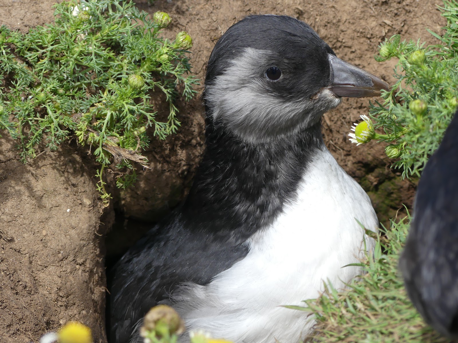 Pembrokeshire Birds: Pufflings..