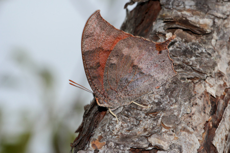 Mud-puddling: Stalking Leafwing Butterflies in Everglades National Park