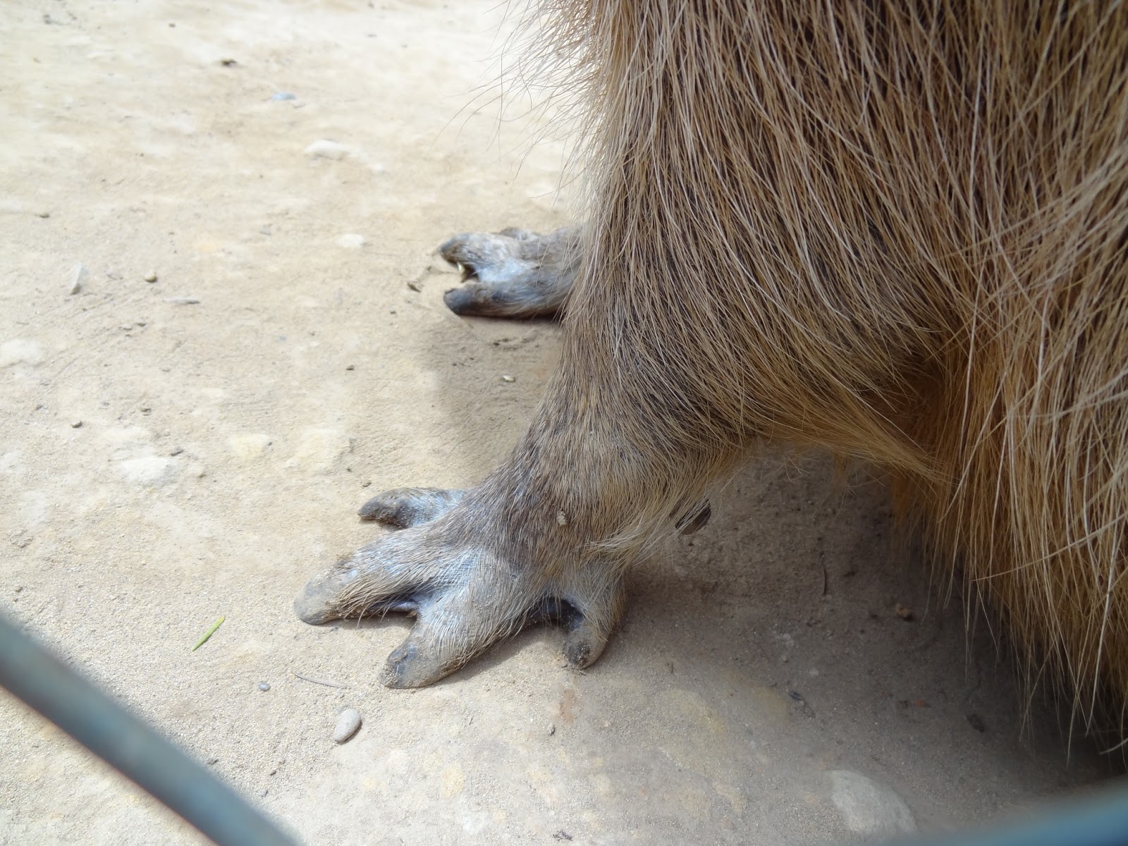 getting the bucks out: Capybaras, bears balls and possums oh my!
