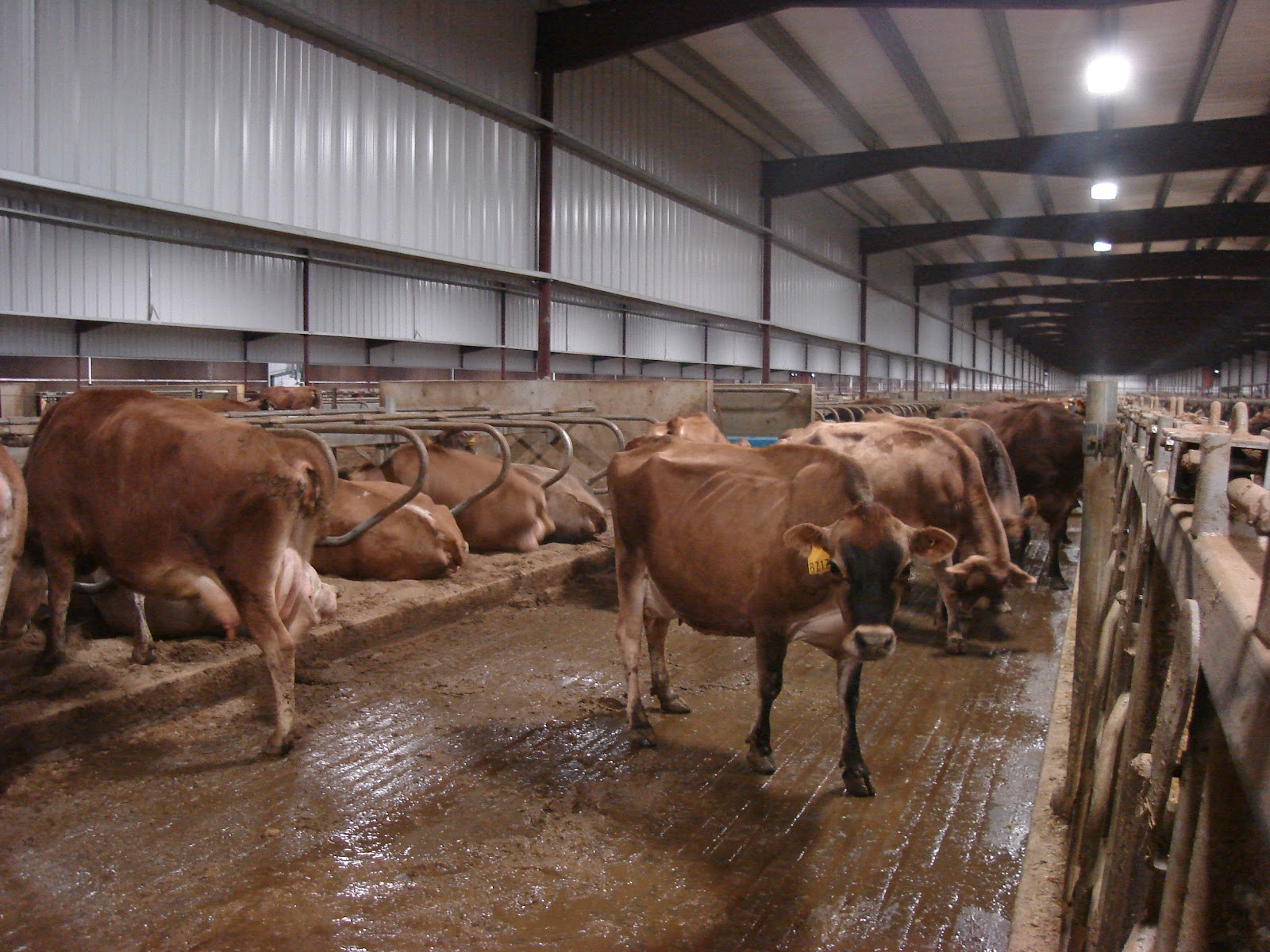 Bem-Estar Animal em foco - Produção de Leite: FREE-STALL