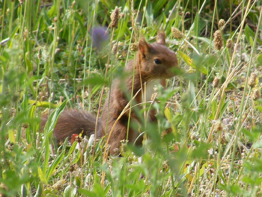 Loire Valley Nature: Red Squirrel - Sciurus vulgaris