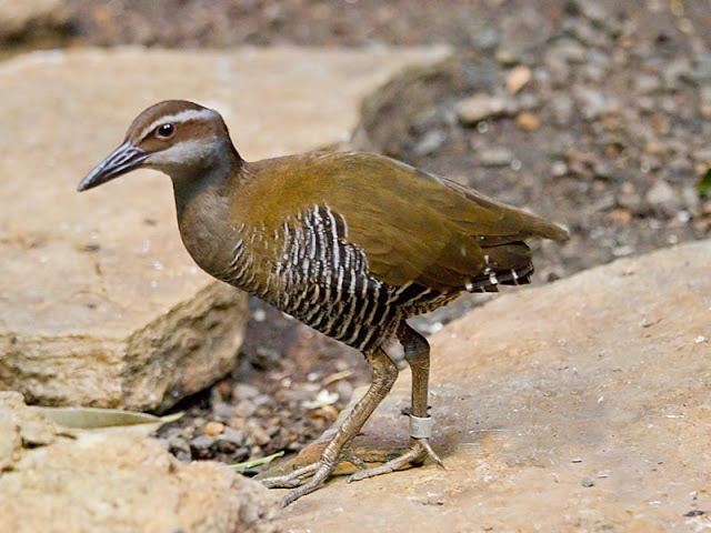 Tamilnadu Tourism: Karikili Bird Sanctuary, Kancheepuram