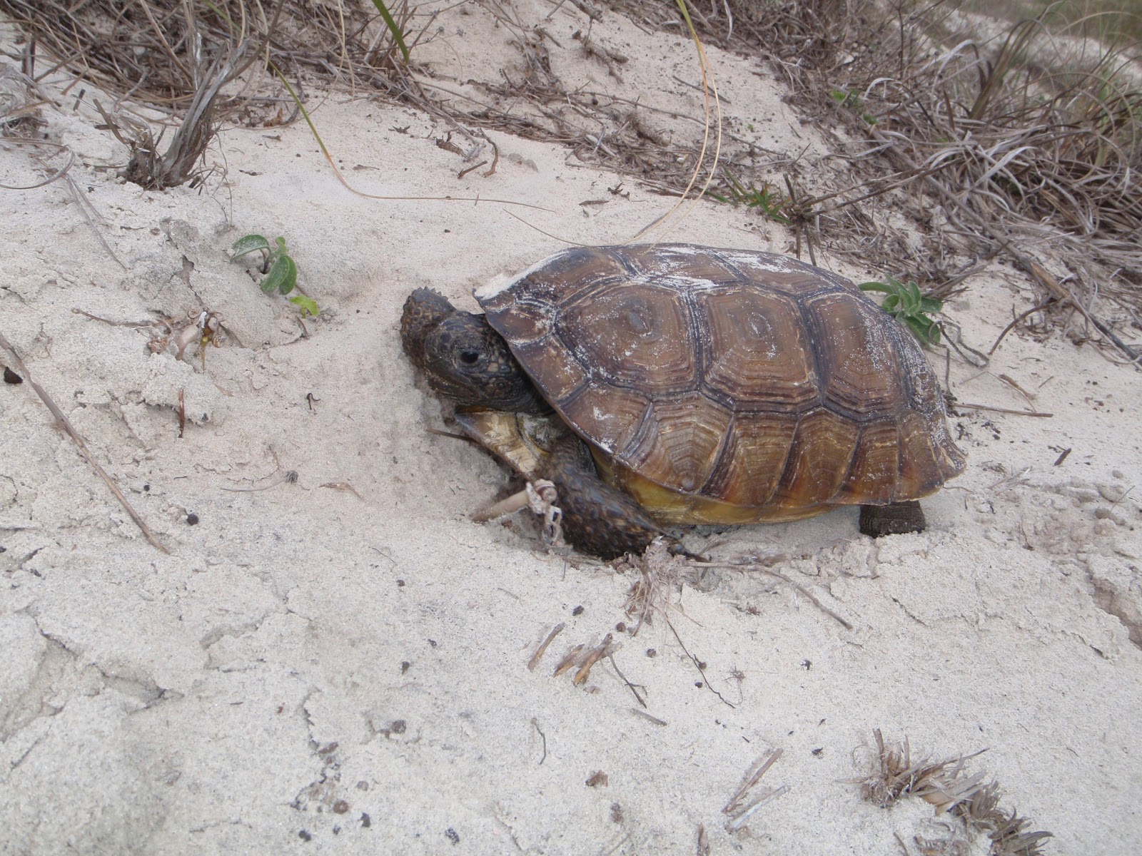 GTM Research Reserve: Gopher Tortoises Share Digs With Other Endangered ...