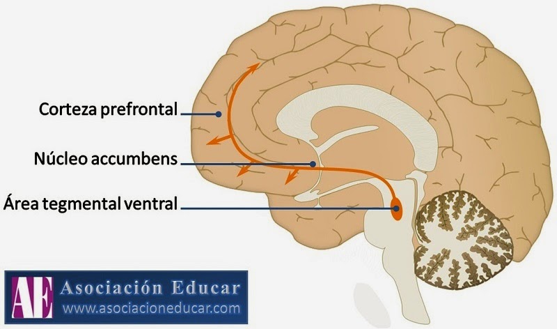 Vivan Los Nenes: Alterado el transporte de dopamina en autismo. El ...