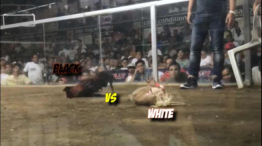 Watch!! Dark Angel 'Vs' Dancing White Kelso - World Of Gamefowl