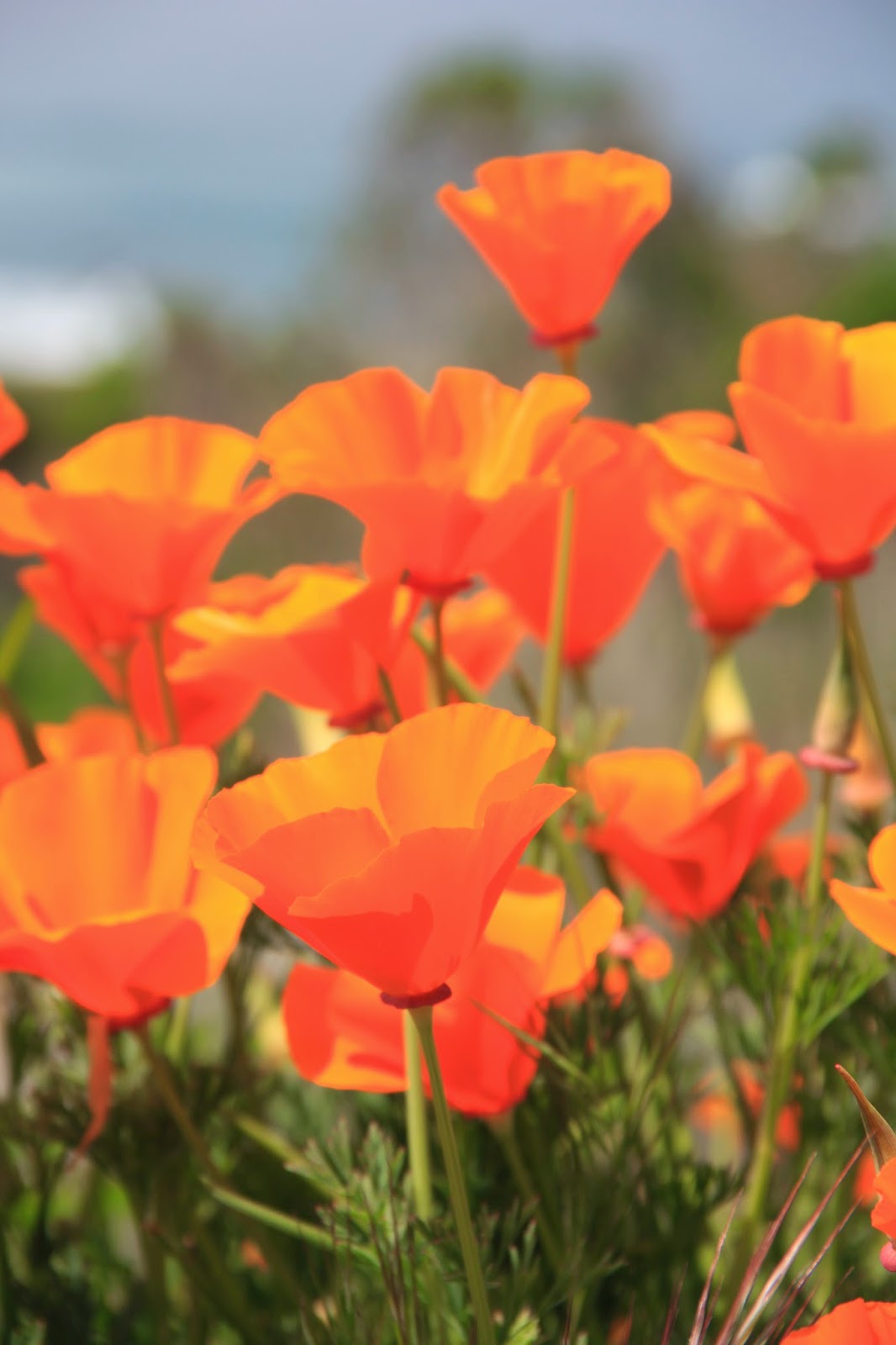 H*Mac: my photographic journal: Poppies Will Put Them to Sleep