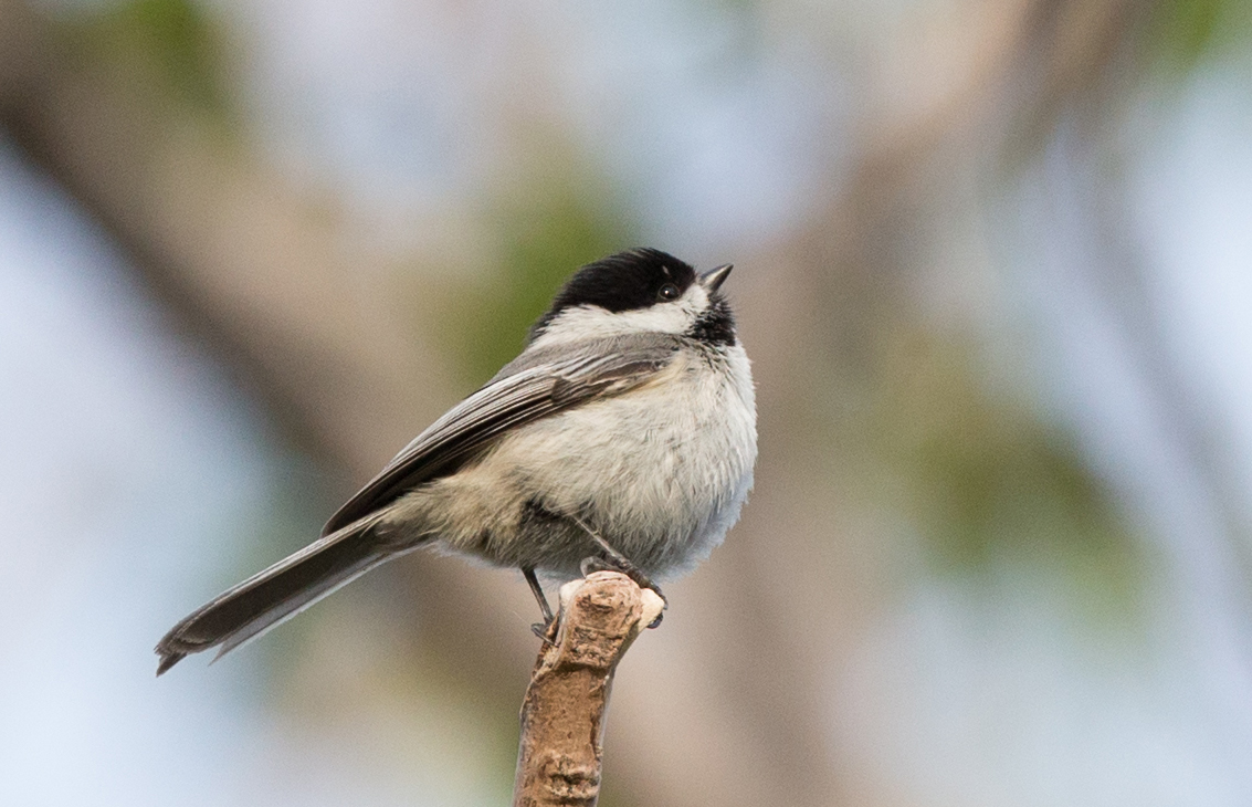 PeregrinePrints not dot com ... Blog: Hybrid Carolina X Black-capped ...