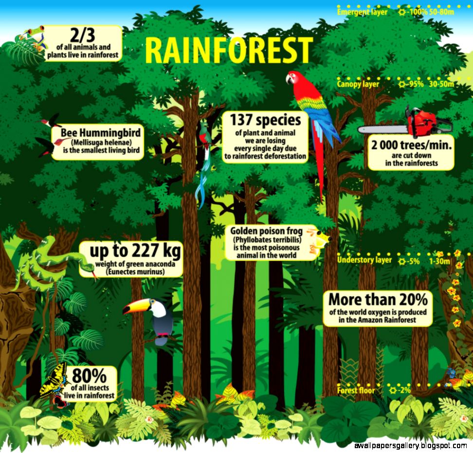 Saving The Rainforest | Wallpapers Gallery