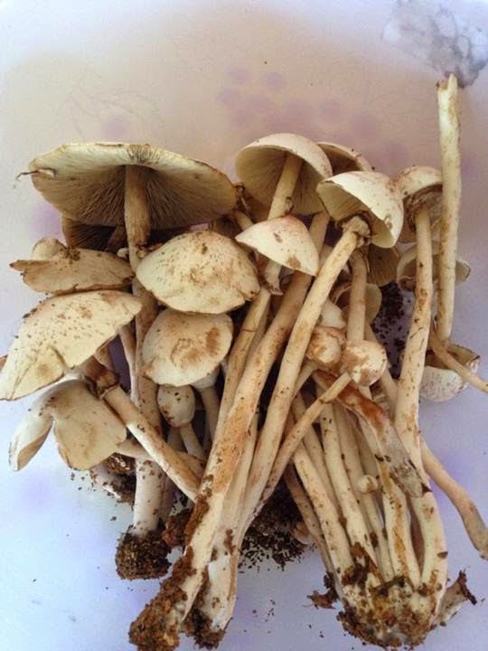 Di Mata Ku: Cendawan Busut