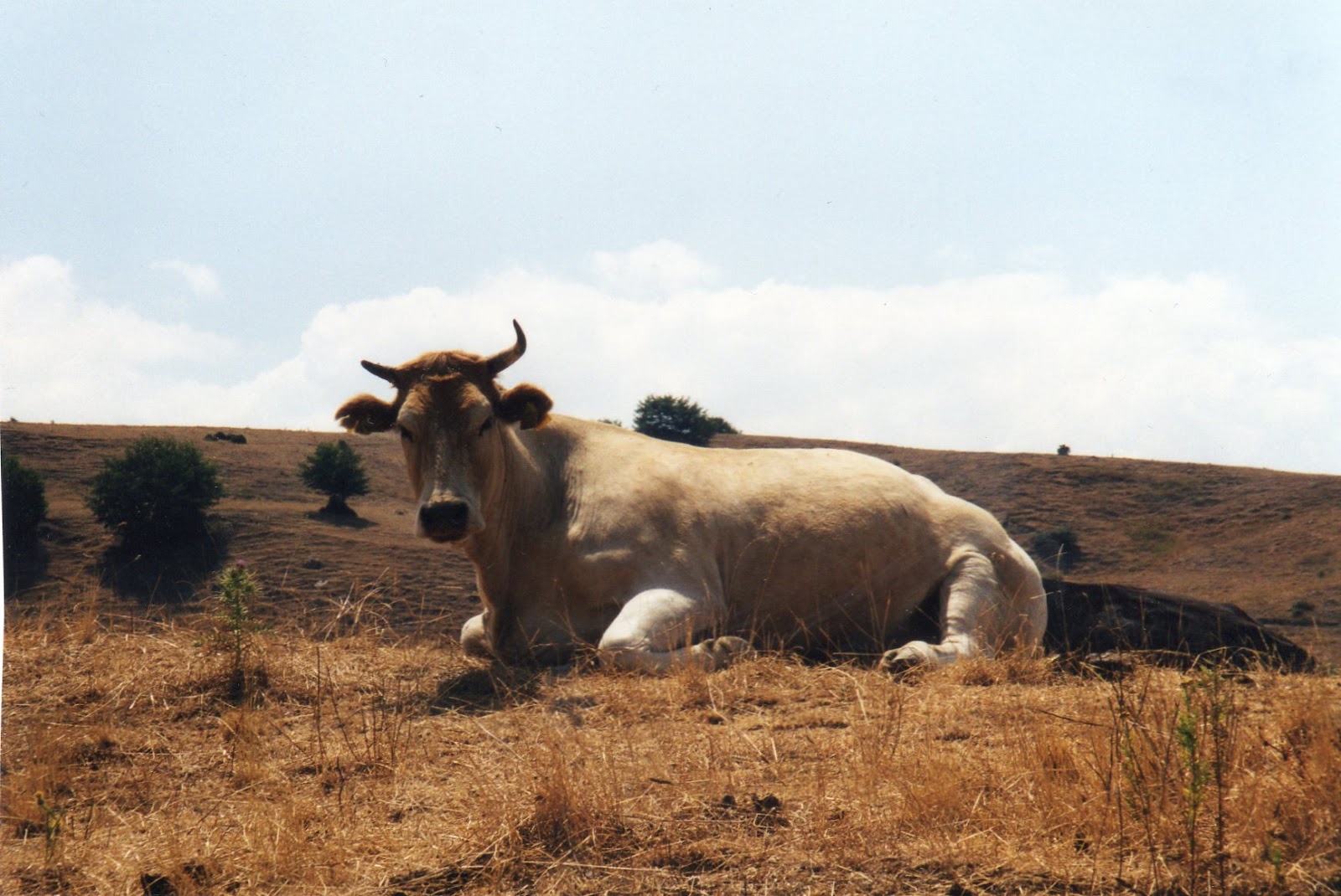 SICILY ABLAZE: MONTE MALLARO. DESERTED COTTAGE WITH BEAUTIFUL ANIMALS.