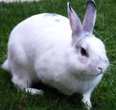 Indonesian Pet: Prevent Cannibalism Rabbit