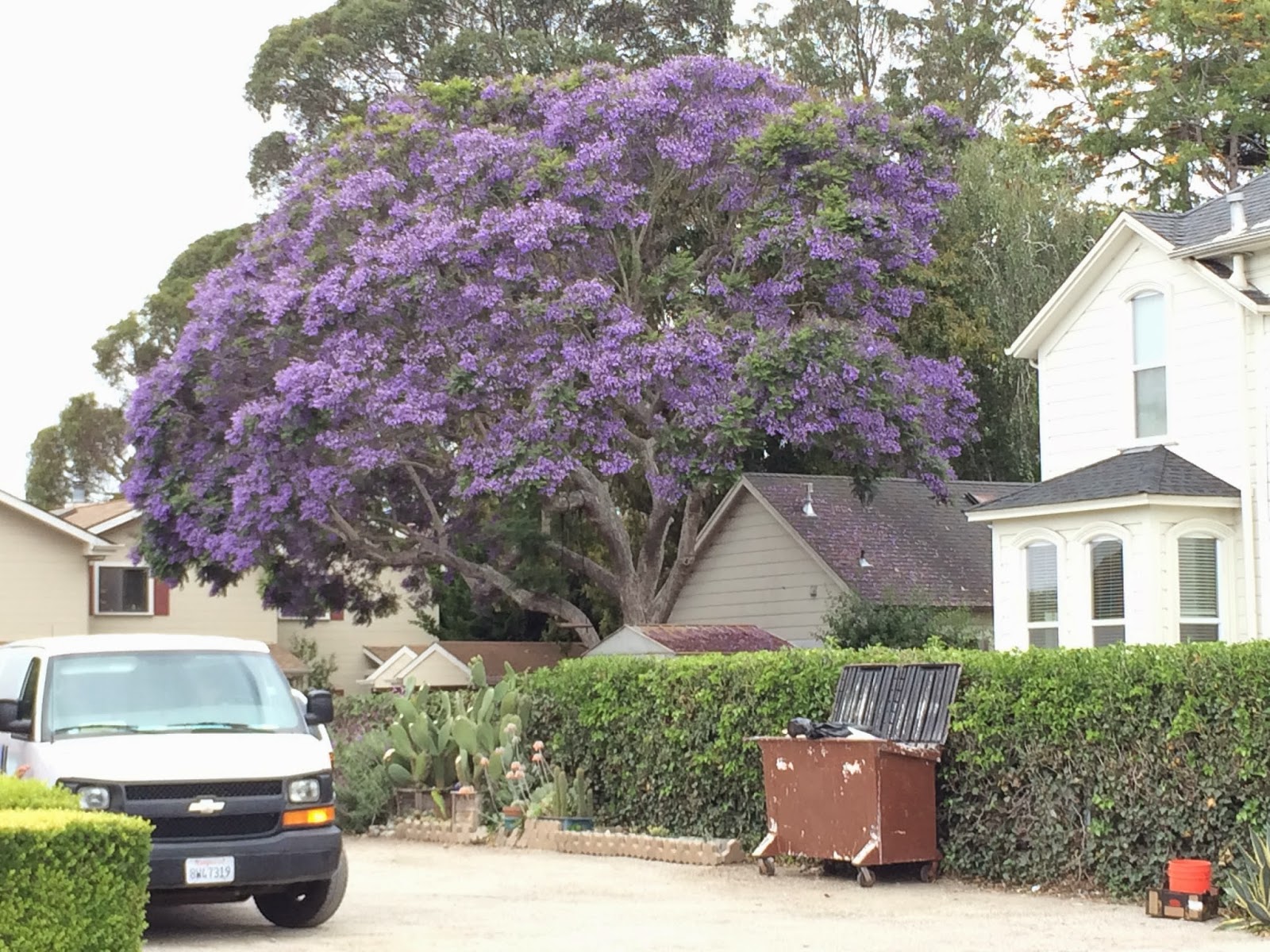 Trees of Santa Cruz County: Jacaranda mimosifolia - Jacaranda